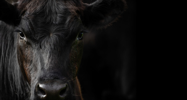 Our Difference | Stony River Black Angus